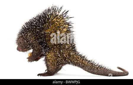 Porcupine standing on hind legs Stock Photo - Alamy