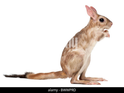 Side view of Springhare, Pedetes capensis, standing in front of white ...