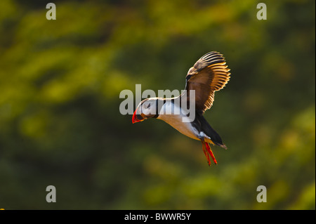 Atlantic puffin (Fratercula arctica) adult bird flying with fish in its ...