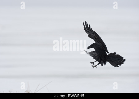 Common Raven (Corvus corax Stock Photo - Alamy