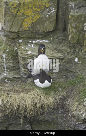 Razorbill (Alca torda), mating pair, Shiant Islands, isle of Harris ...
