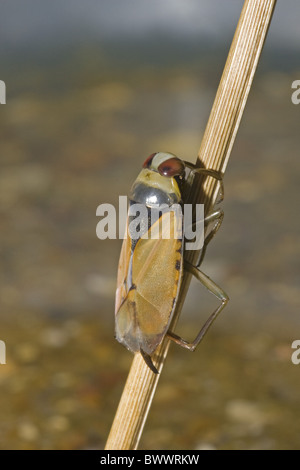 animal animals "water boatman" "water boatmen" insect insects hemiptera ...