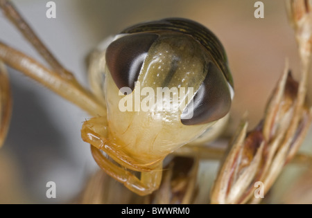 animal animals "water boatman" "water boatmen" insect insects hemiptera ...