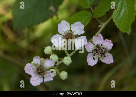 bramble or blackberry flowers with young budding Stock Photo - Alamy