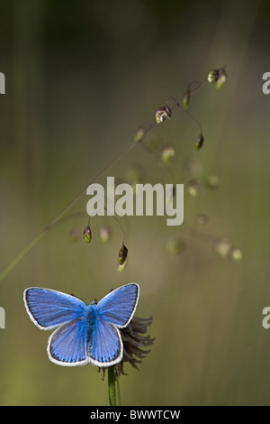 Alpes de Hautes Provences Animals - Fauna - Wildlife Ascalaphidae ...