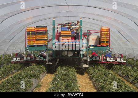 Mechanised strawberry picker 10 people picking Stock Photo - Alamy