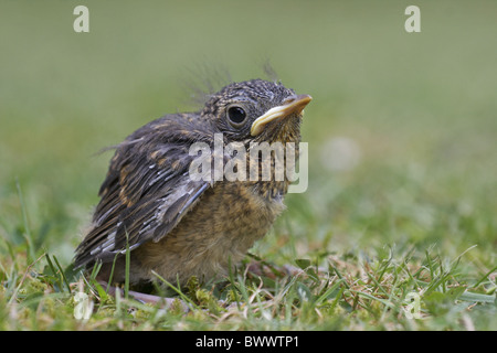 European Robin (Erithacus rubecula) Sitting on a Branch Stock Photo - Alamy