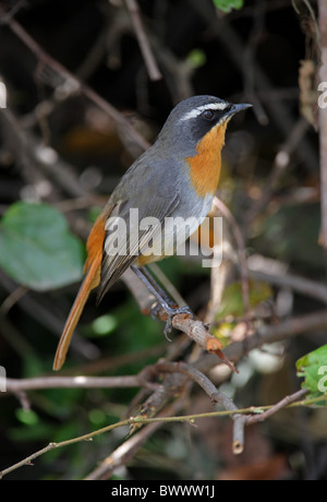 Cape robin chat bird (Cossypha caffra) taking a bath in water closeup ...