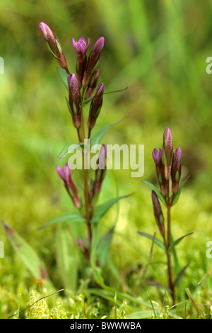 Bach flower Autumn Gentian (Gentianella amarella Stock Photo - Alamy