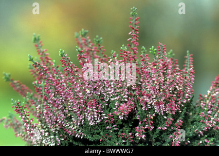 Scots Heather, Ling (Calluna vulgaris), variety: Kinlochruel, flowering ...