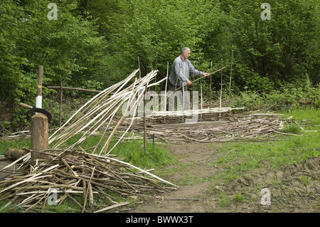 Hurdle making hurdle maker building up hazel Stock Photo - Alamy