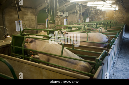 Large White creep farrowing farrowing house lamp piglets pigs farm ...