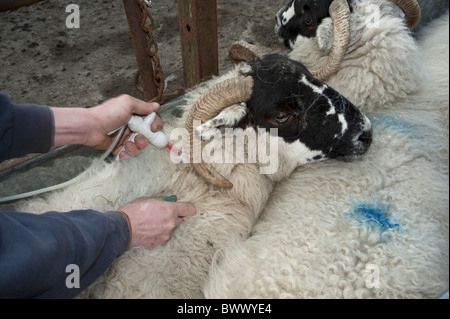 sheep dosing Heptavac P ewe close-up worming farm farms farming sheep ...