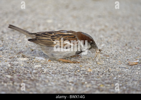 House sparrow (Passer domesticus) feeding on feeder in Garden, UK Stock ...