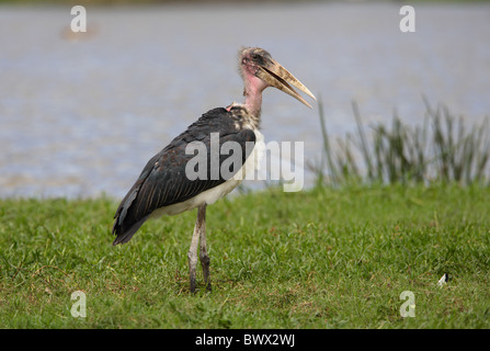 Marabou Stork Leptoptilos crumeniferus in captivity standing in green ...