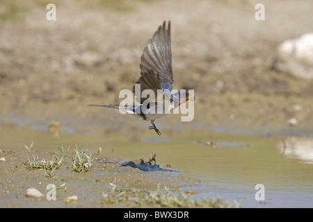 Barn Swallow (Hirundo rustica), adult bird feeding two juveniles at Den ...