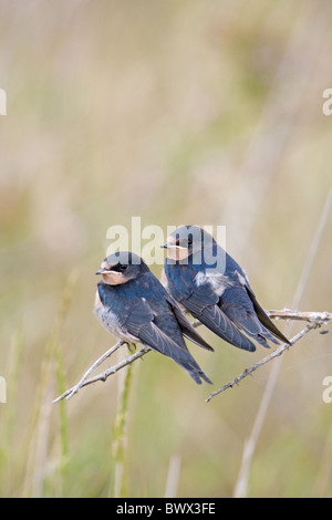 Two young barn swallows perched on mud nest under a roof and waiting to ...