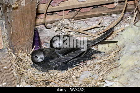 Common Swifts, Apus apus. Chicks at nest Stock Photo - Alamy