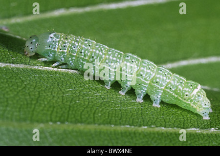 Orthosia cerasi common quaker larva larvae caterpillar insect bug ...
