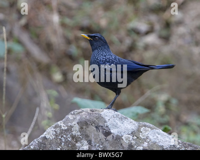 Blue Whistling-thrush (Myiophonus caeruleus) adult, standing with ...