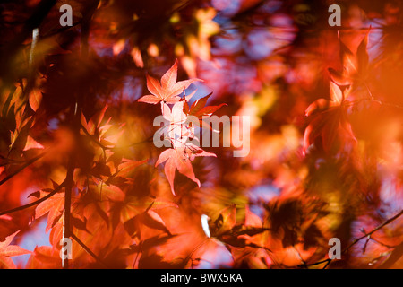 leaf motion soft focus warm colours Stock Photo - Alamy