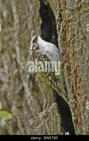 Common Treecreeper (Certhia familiaris) adult, with nesting material in ...