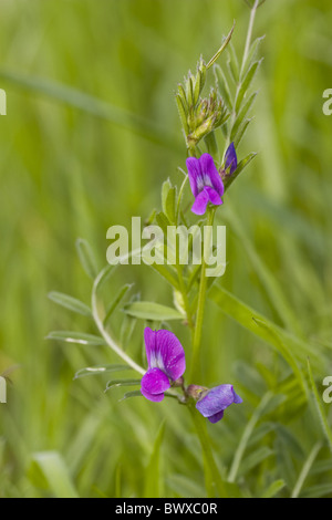 Common Vetch Vetchs Vicia sativa Wildflower Wildflowers Leguminosae ...