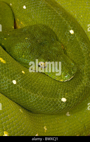 Green Tree Python (Captive), Morelia (Chondropython) viridis Native to ...