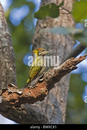Lesser yellownape (Picus chlorolophus) in Sumatra, Indonesia Stock ...