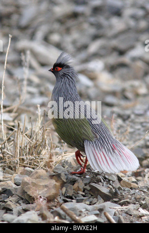 Blood Pheasant (Ithaginis cruentus Stock Photo - Alamy