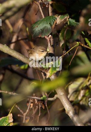 Adult Dusky Warbler (Phylloscopus fuscatus fuscatus), Russia (Baikal ...
