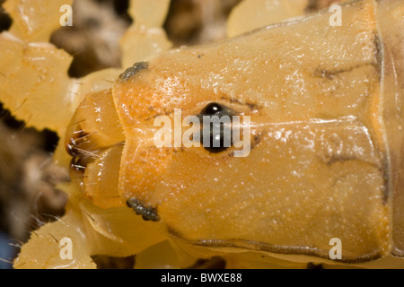 Arizona Bark scorpion Centruroides exilicauda Sonoran desert Arizona ...