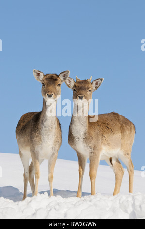 Fallow Deer (Dama dama) two does, standing on frost covered ground ...