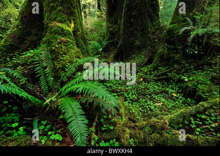 Queets River basin, Olympic National Park, Washington Stock Photo - Alamy