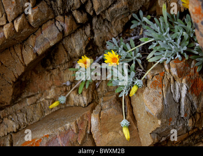 Gazania rigens - Silver leaf Stock Photo: 47810831 - Alamy