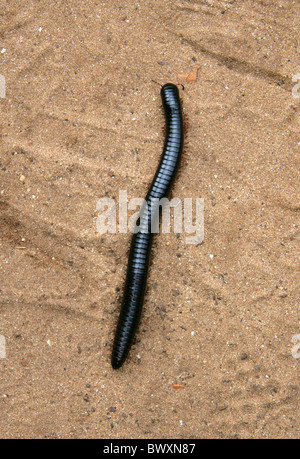 Giant African Millipede (Yxongololo, Chongololo or Shongololo ...