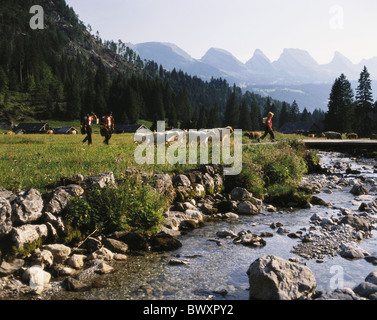 alp alp deduction folklore tradition nanny goats nanny-goats mountains ...
