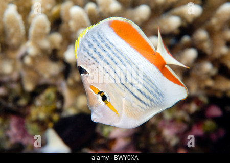 Crown Butterflyfish (Chaetodon paucifasciatus Stock Photo - Alamy