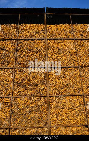 France Isere Cages Of Drying Corn At The End Of A Harvested Field Stock ...