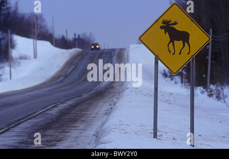Abitibi animal animals board Canada North America America watch out ...