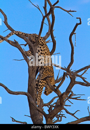 leopard climing down tree Stock Photo - Alamy