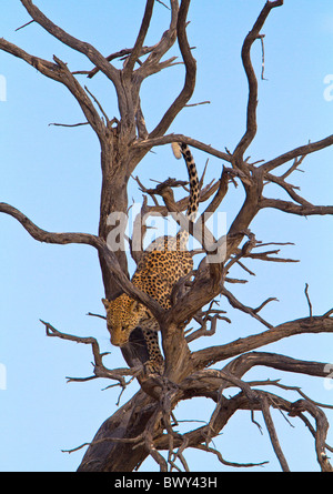 leopard climing down tree Stock Photo - Alamy