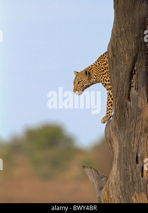 leopard climing down tree Stock Photo - Alamy
