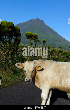 Cow at Pico Alto, Isle of Pico, Azores Stock Photo - Alamy