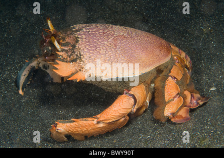 Ranina ranina, spanner crab Stock Photo - Alamy
