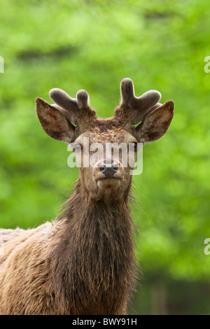 Red deer, Germany Stock Photo - Alamy