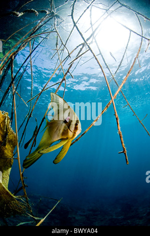 Teira batfish (Platax teira), Sulawesi, Indonesia, Southeast Asia, Asia ...