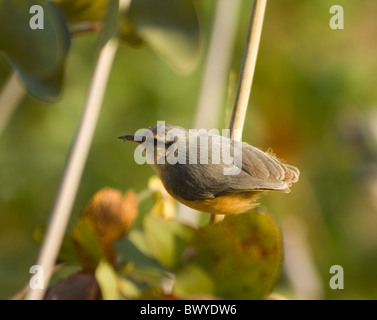 Long-billed Crombec (Sylvietta rufescens), side view of an adult ...