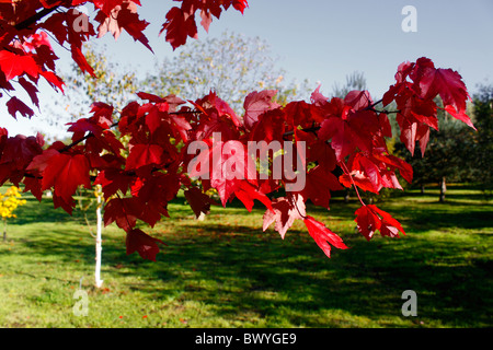 Acer rubrum, October Glory, maple tree showing it's Fall red color in a ...