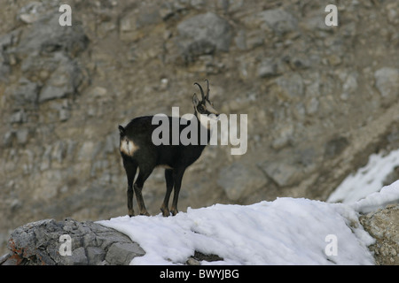 animal animals Chamois inclination mountains nanny goat rock Rupicapra ...